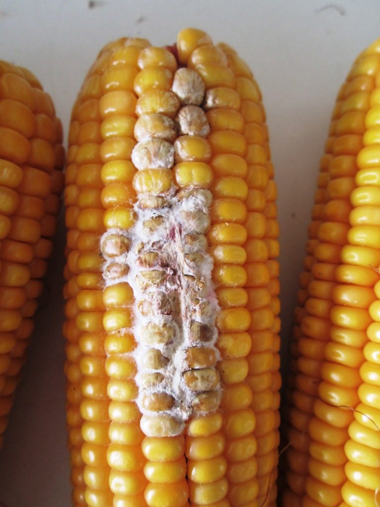 Blat de moro amb baix contingut en fumonisines - Extensius