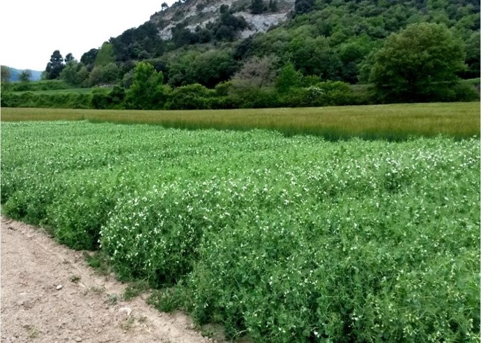 Varietats de pèsol proteaginós - Extensius