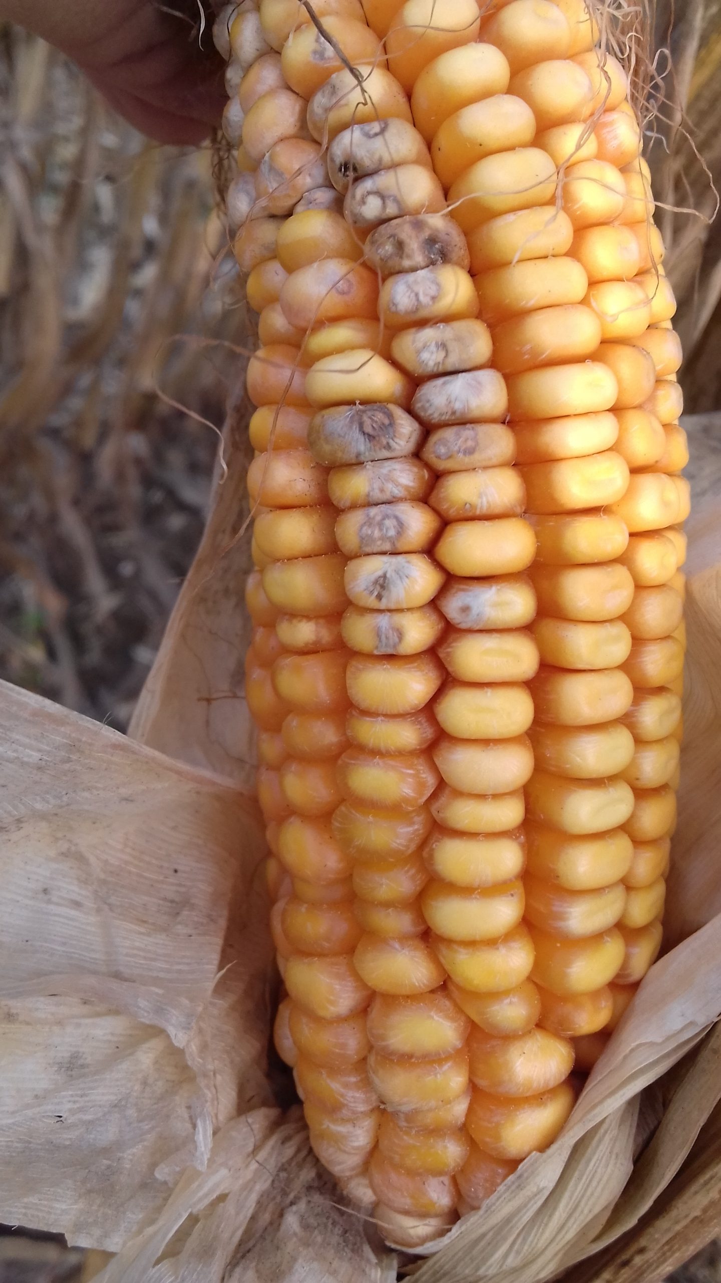 Contingut en fumonisines i tolerància varietal - Extensius