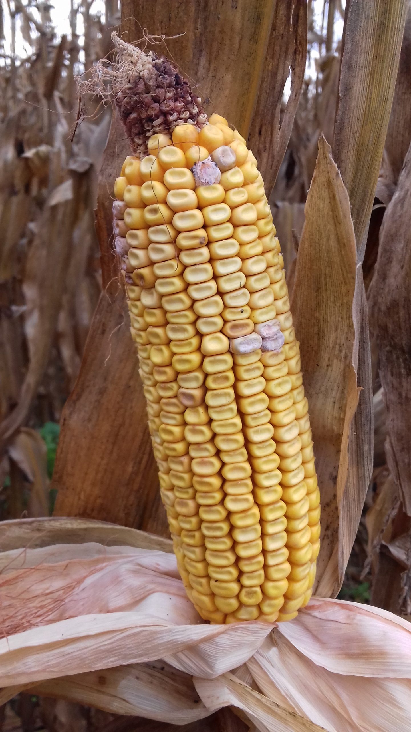 TOLERÀNCIA VARIETAL. UNA EINA PER REDUIR EL CONTINGUT EN FUMONISINES AL ...