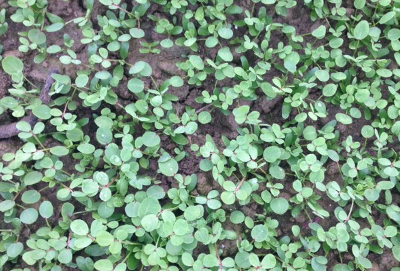 LA COBERTA VEGETAL DE FENIGREC - Extensius