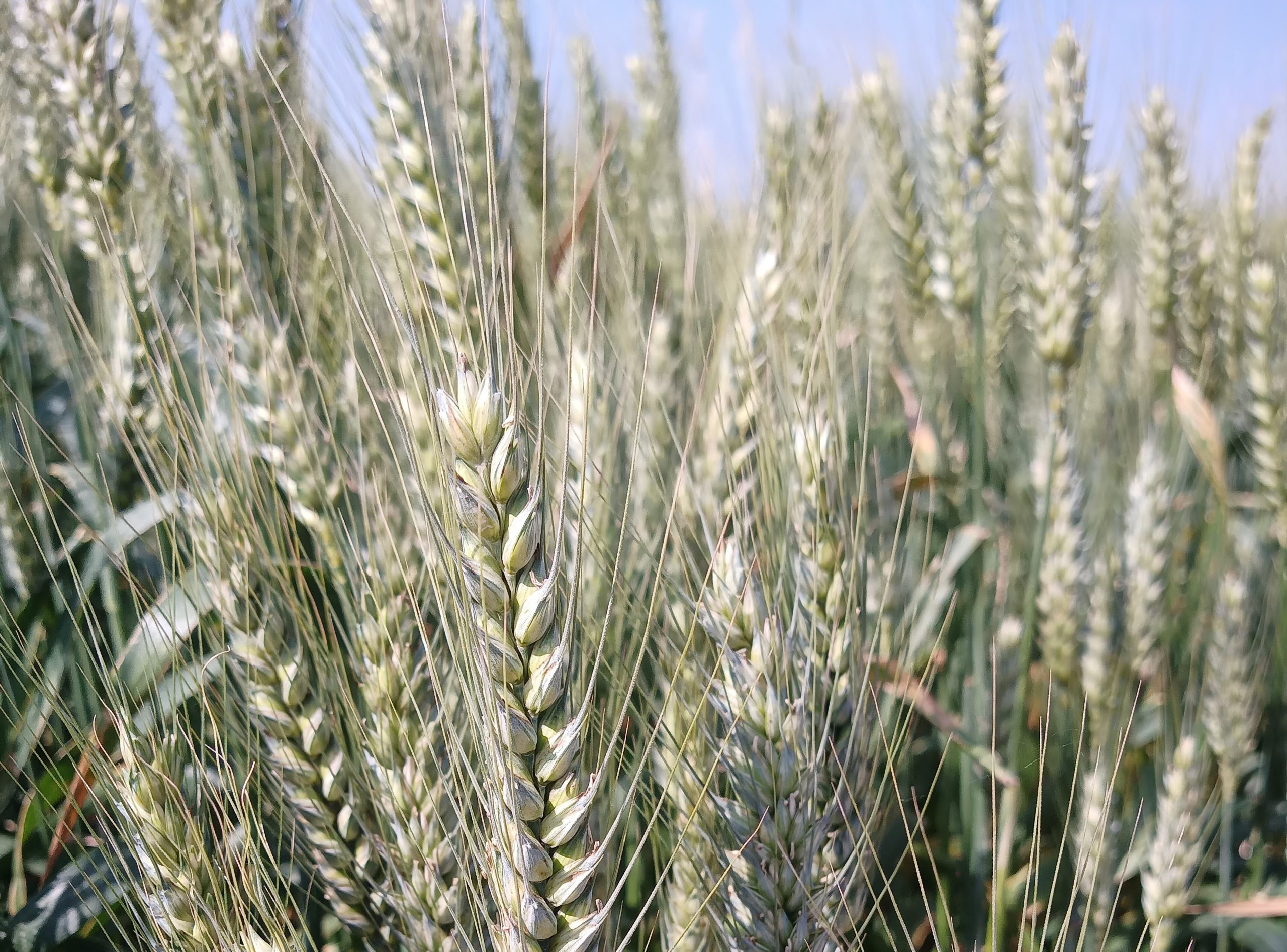 RESULTATS DE LES NOVES VARIETATS DE BLAT TOU DE PRIMAVERA - Extensius