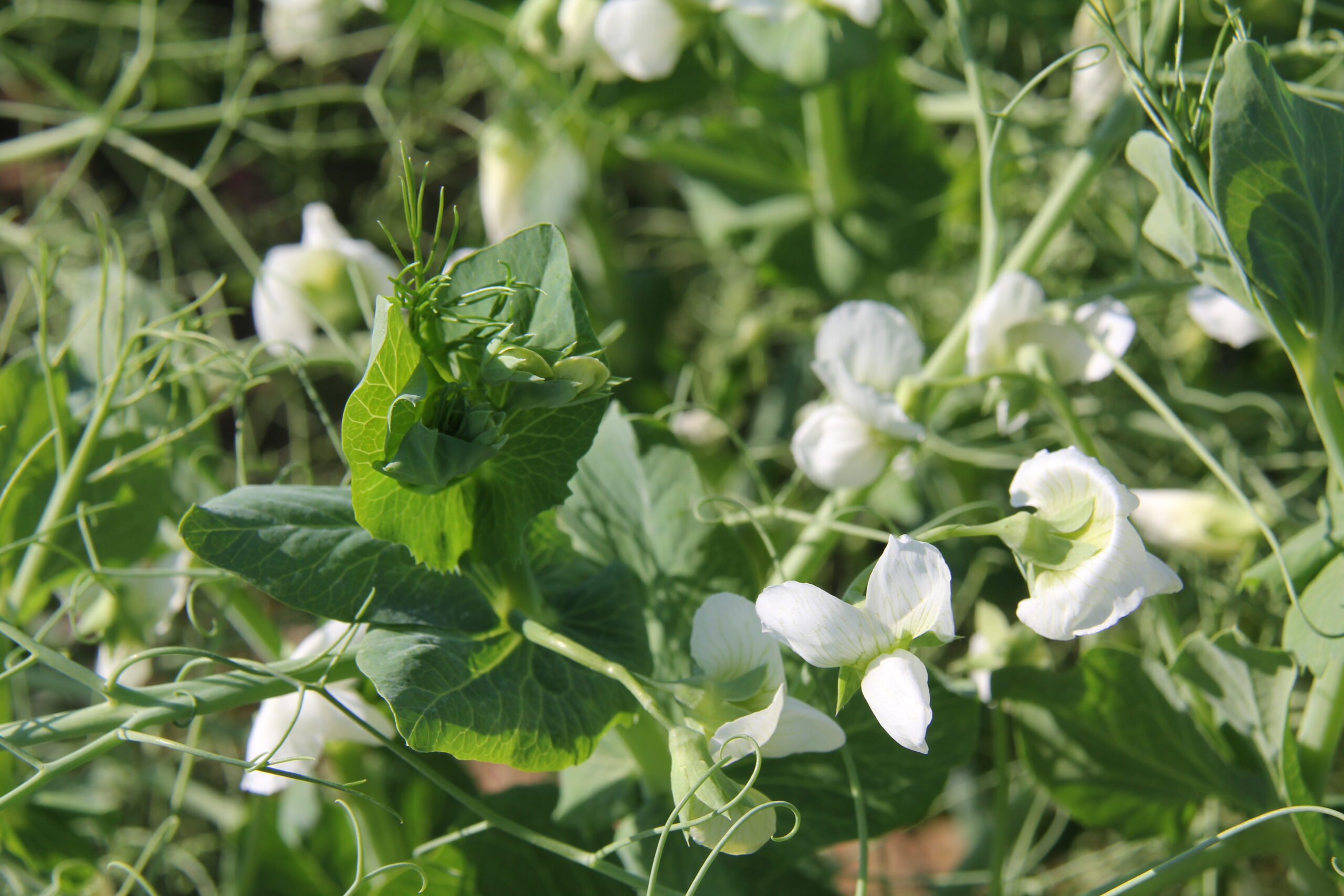 LA SEMBRA DE CULTIUS COBERTA PER AFAVORIR LA ROTACIÓ DE CULTIUS EN LA ...