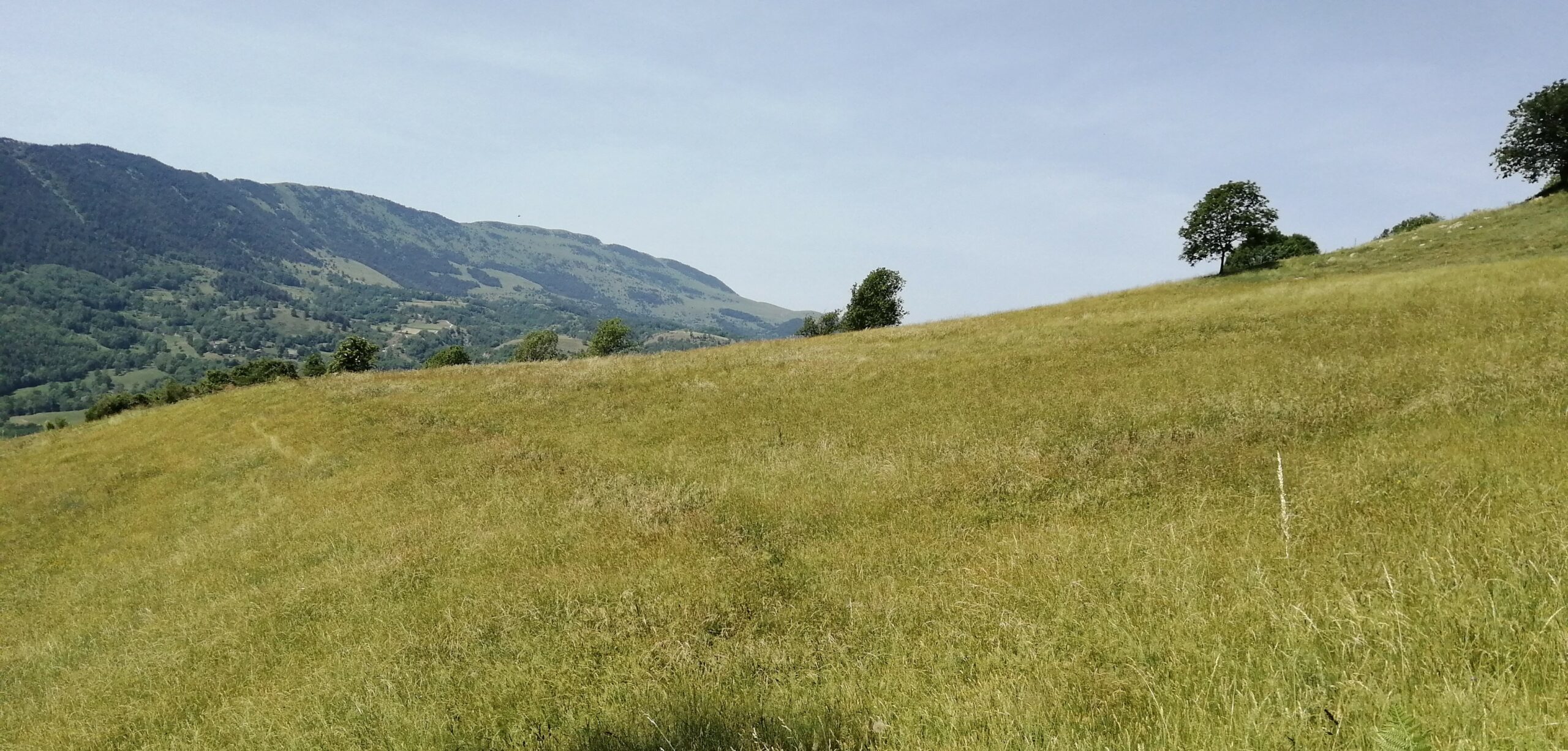 L’EFECTE DE LA SEQUERA EN LES PASTURES - Extensius