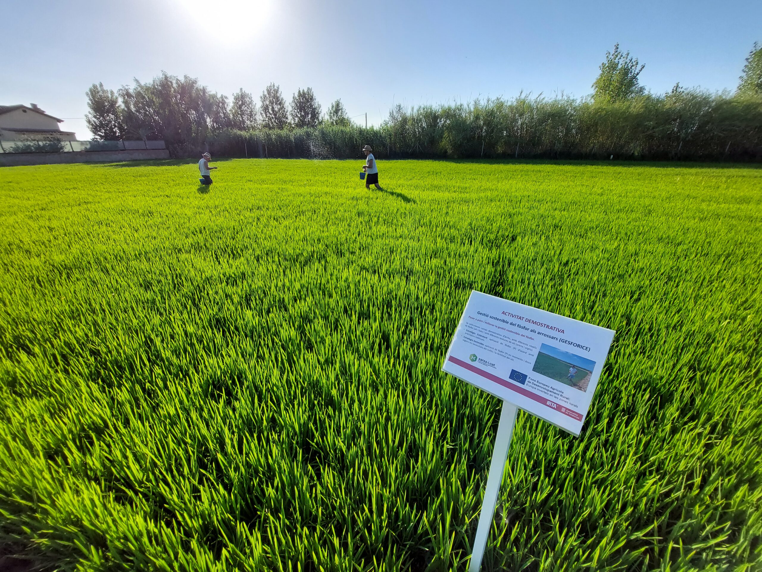 GESTIÓ SOSTENIBLE DEL FÒSFOR EN EL CONREU DE L'ARRÒS - Extensius