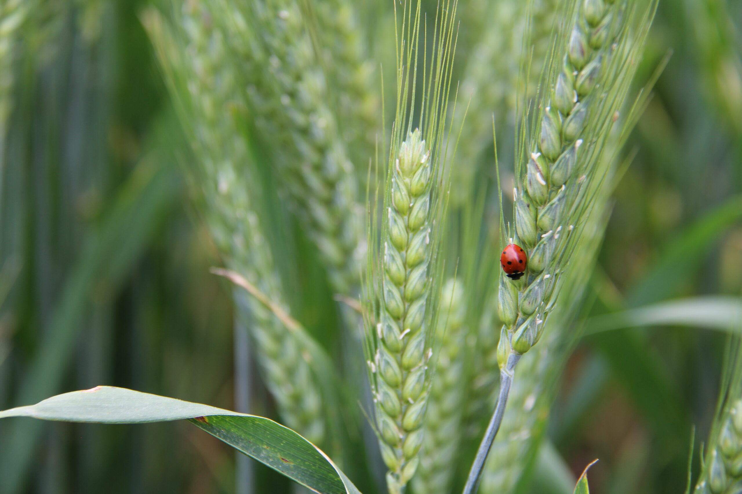 INSECTES DEL SÒL: QUÈ ENS PODEN APORTAR? COM PODEM AUGMENTAR LA SEVA ...